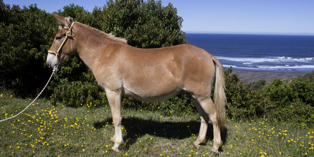 Mulares – Cabalgatas